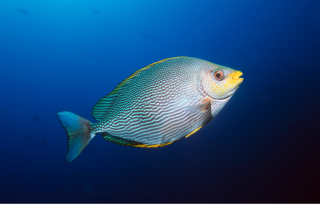 ‘Fish Out of Water’ Are ‘C’ (Character) Creatures | dean ramser
